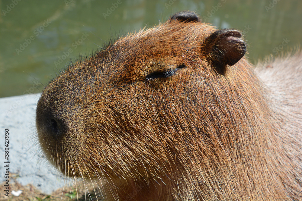 Fotka „The capybara is the largest rodent in the world. Also called ...