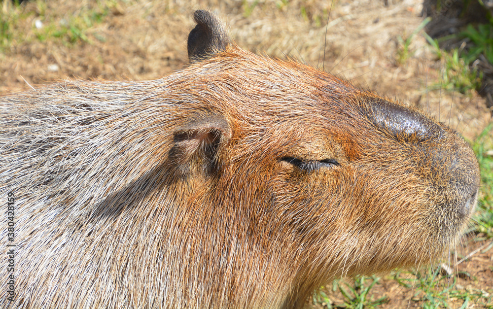 Foto de The capybara is the largest rodent in the world. Also called ...