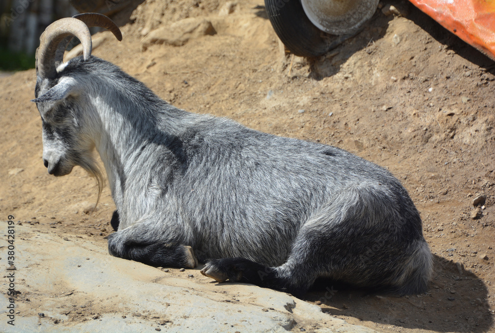 Capra Grigia is a rare and endangered indigenous breed of domestic goat ...