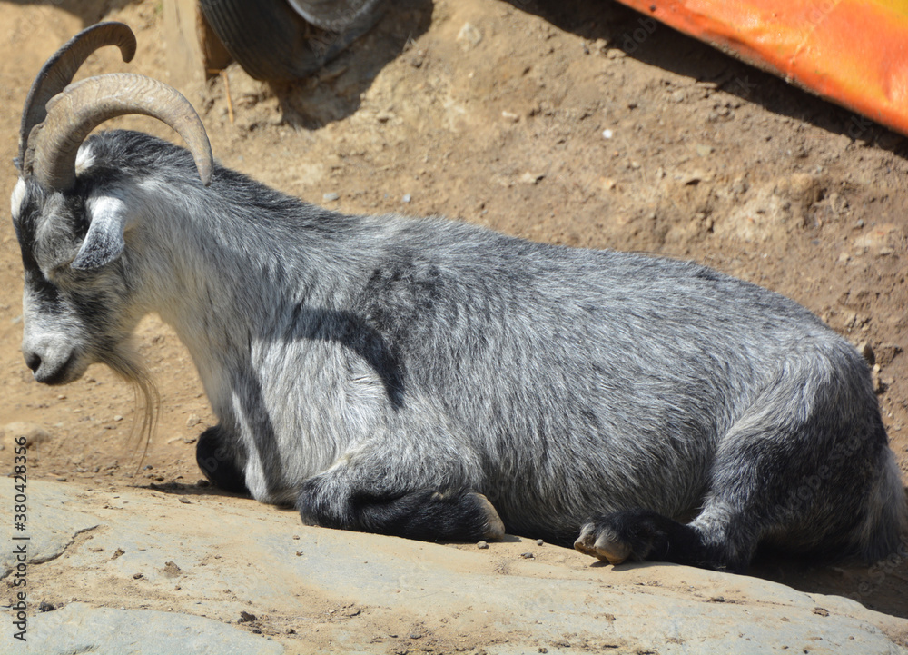 Capra Grigia is a rare and endangered indigenous breed of domestic goat ...