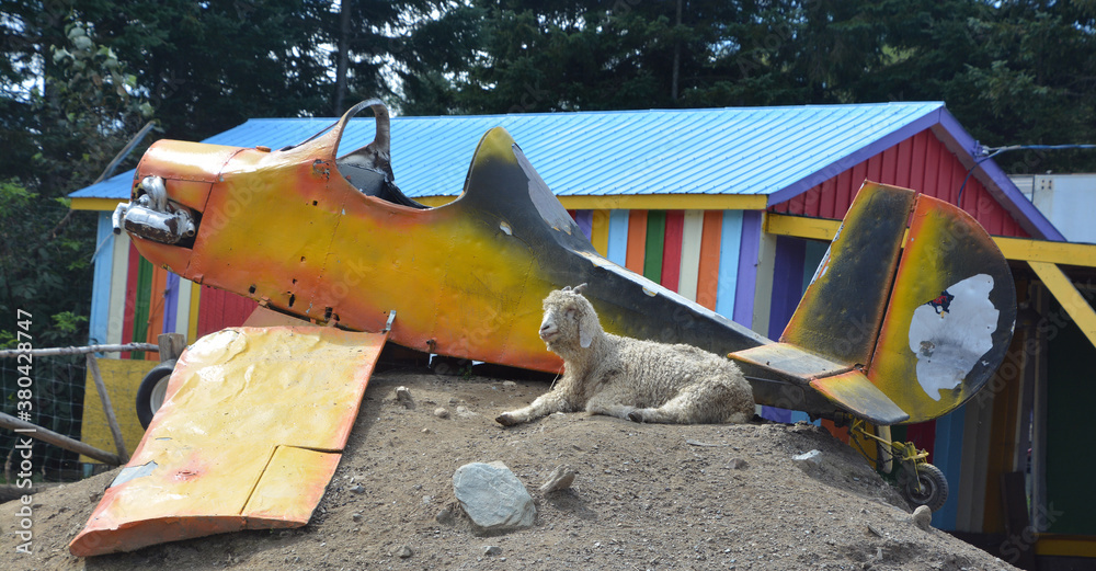 The Angora goat is a breed of domesticated goat, historically known as ...