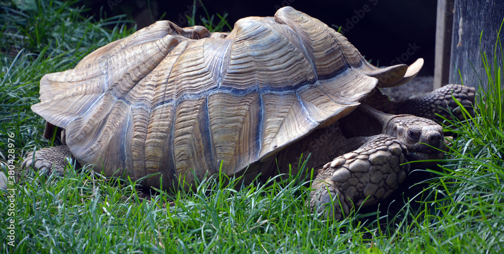 The African spurred tortoise (Centrochelys sulcata), also called the ...