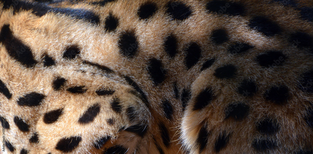 The serval skin is a wild cat native to Africa. It is rare in North ...