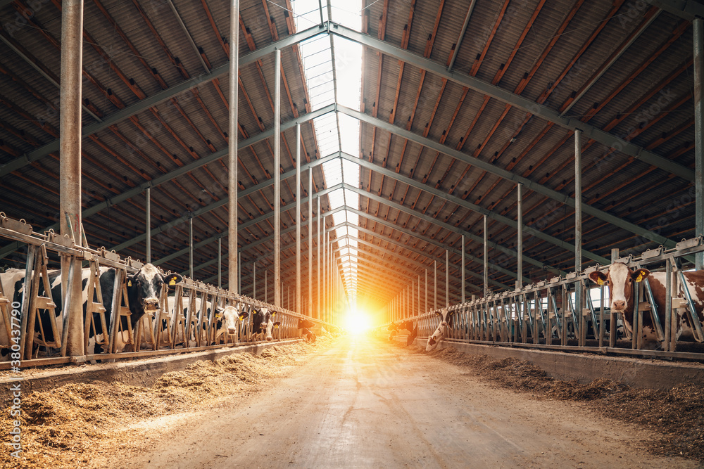 Cows on dairy farm. Cows breeding at modern milk or dairy farm. Stock ...