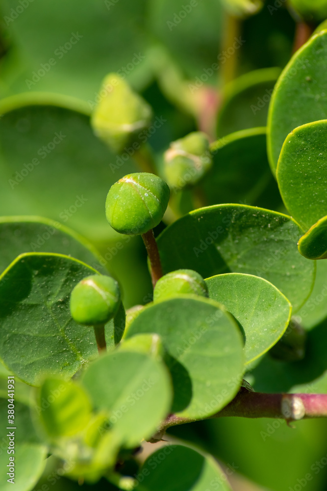 beautiful, freshness, color, garden, background, botanical, branch ...