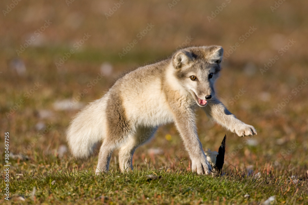 Arctic Fox Playing, Svalbard, Norway ภาพถ่ายสต็อก | Adobe Stock