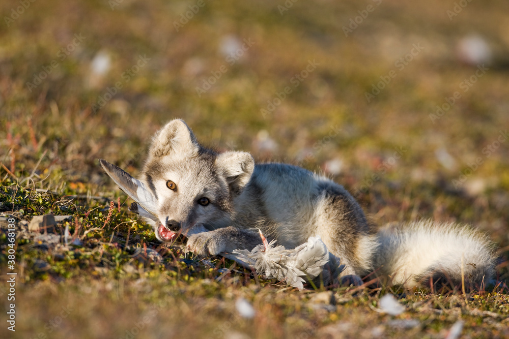 Arctic Fox, Svalbard, Norway Stock Photo | Adobe Stock