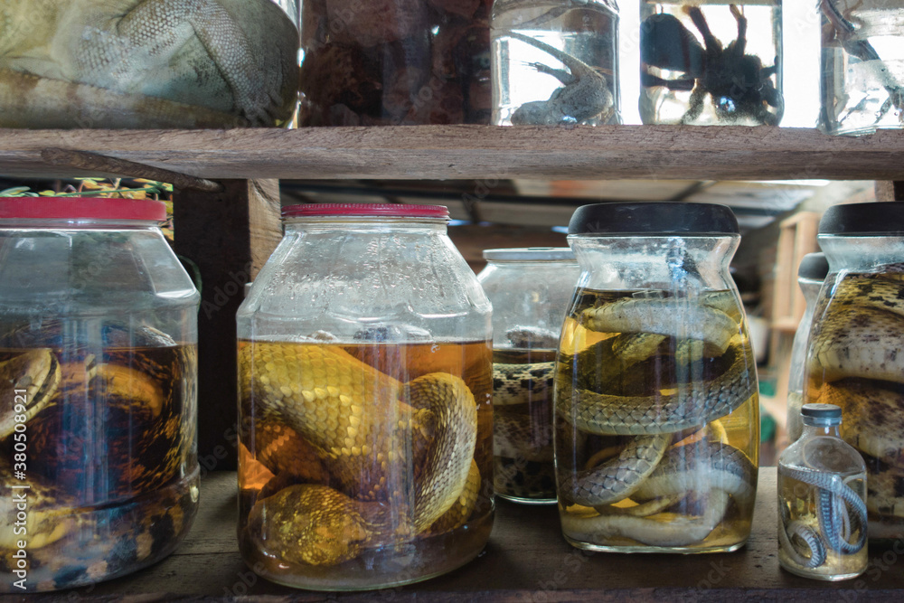Collection of creepy animals in jars - spiders, snakes, lizards Stock ...