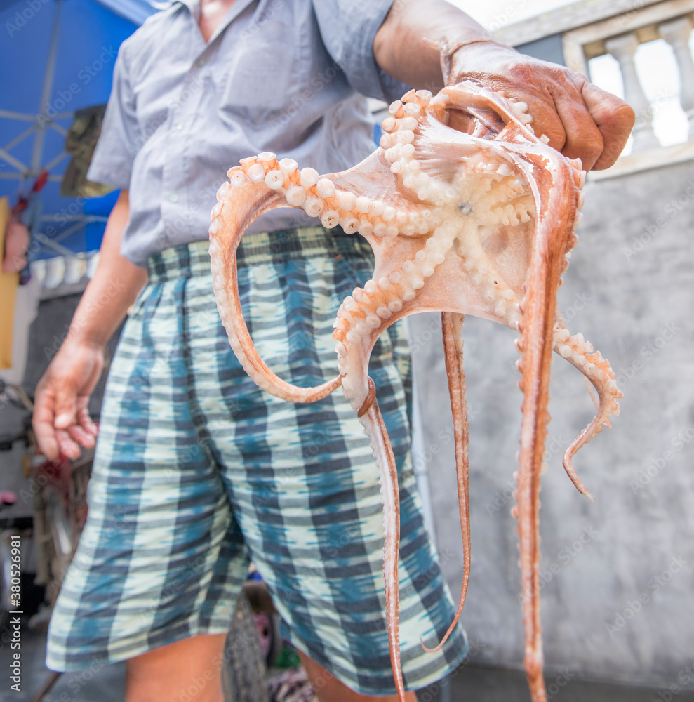 A living octopus just be caught and lifted up by fisherman Stock Photo ...