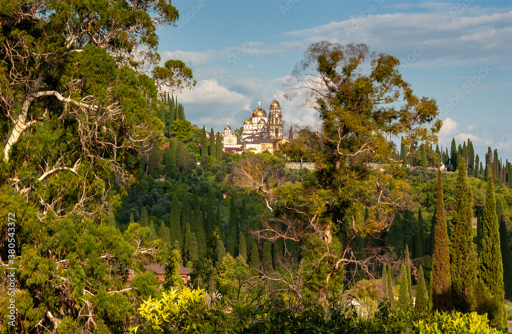 A wild, lush clump of giant eucalyptus and cypress trees drenched in ...