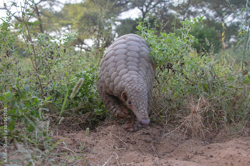Indian Pangolin or Anteater (Manis crassicaudata) one of the most ...