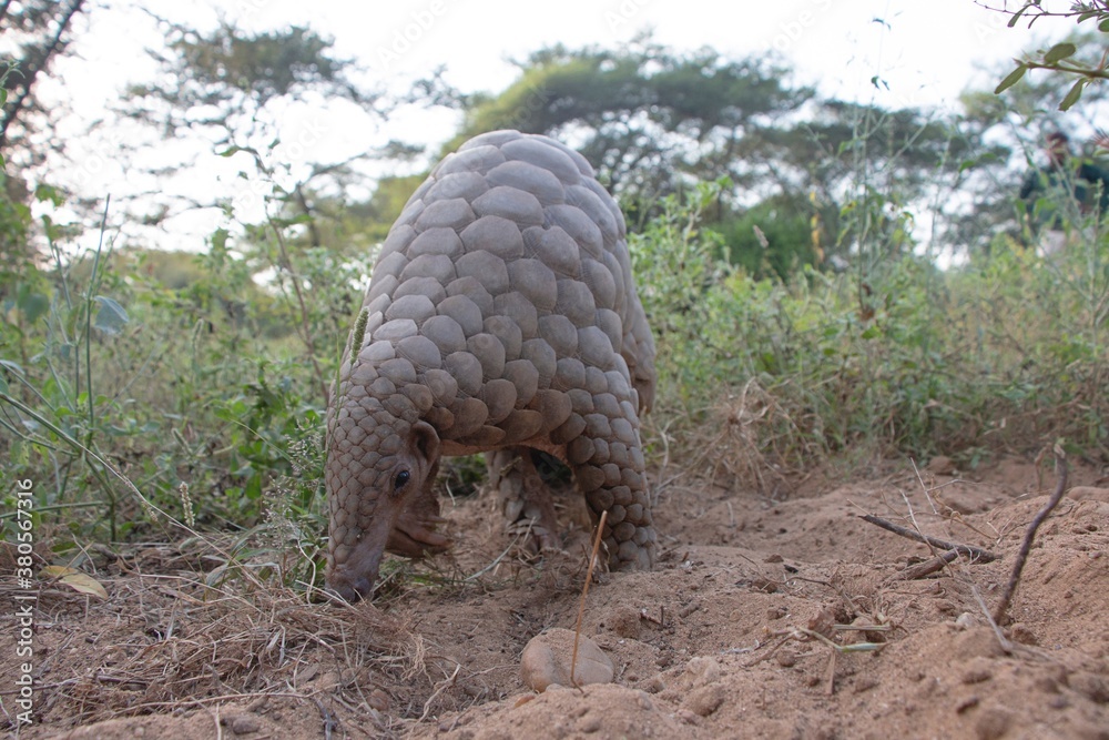 Indian Pangolin or Anteater (Manis crassicaudata) one of the most ...