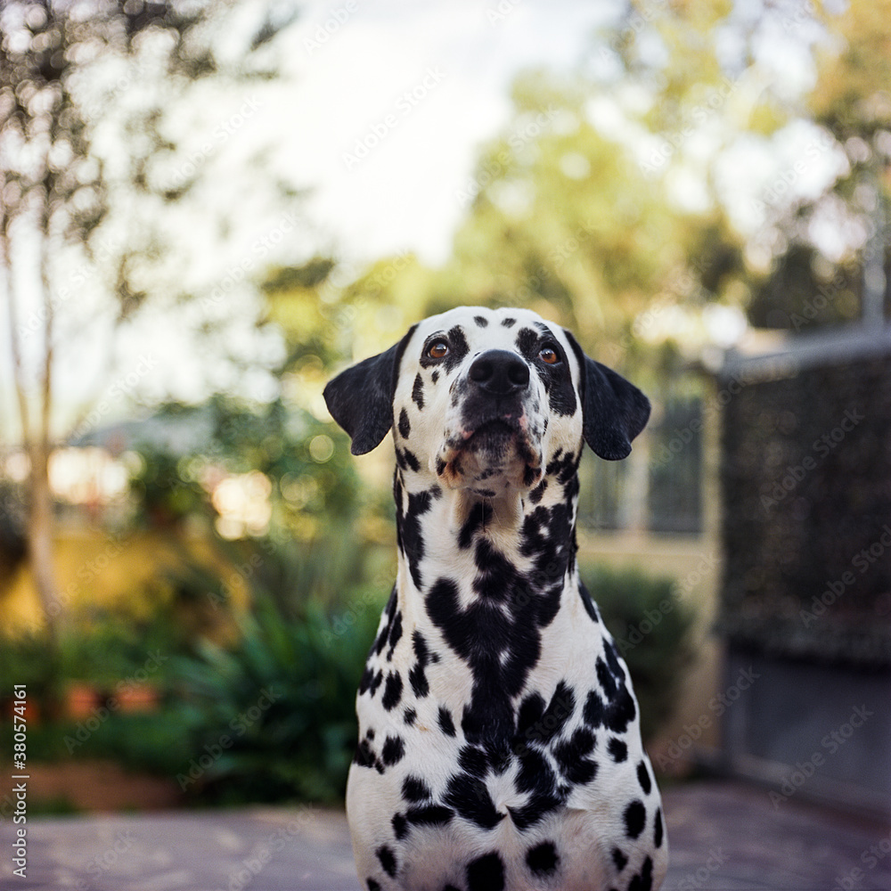 Dalmatian dog with fluffy flaps Stock Photo | Adobe Stock