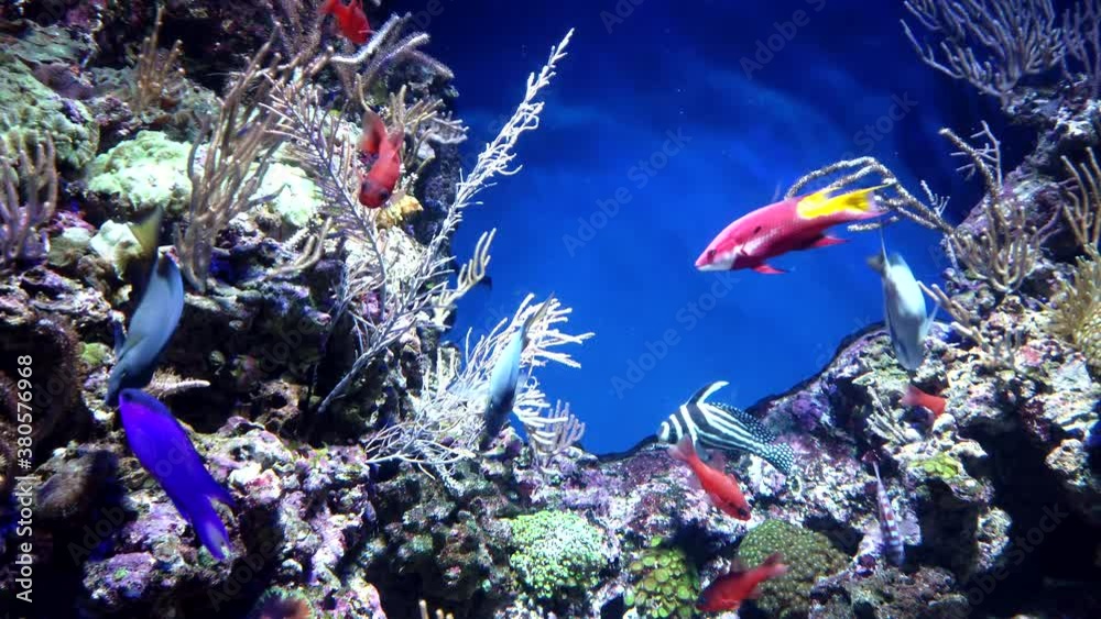 Beautiful exotic ocean fish various type red, blue and purple colors ...