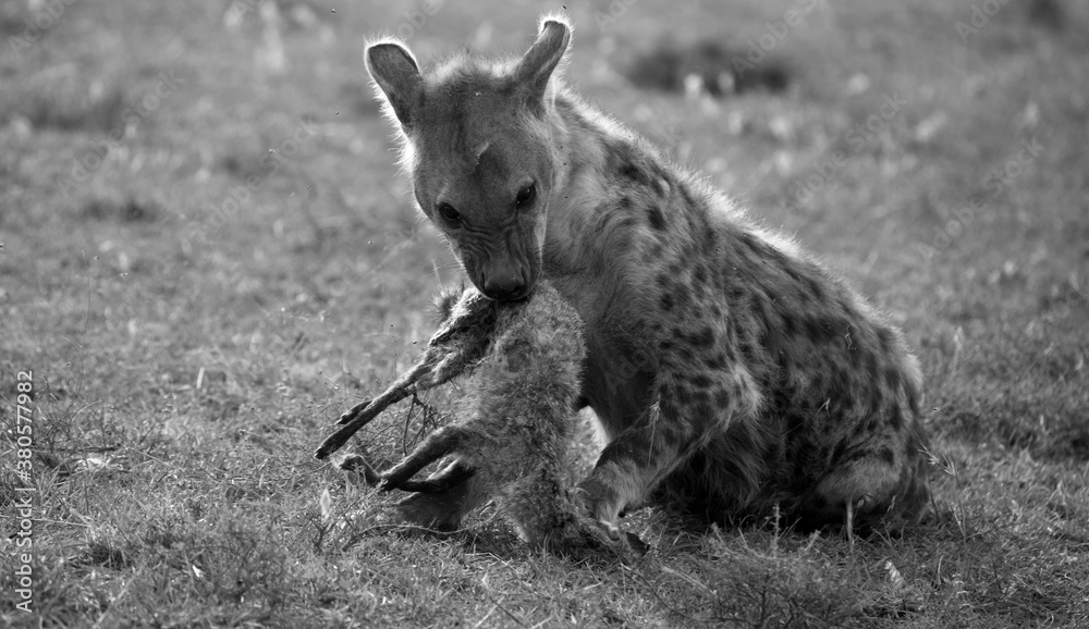 Hyenas or hyaenas are any feliform carnivoran mammals of the family ...