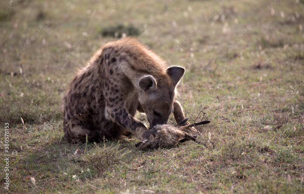 Foto de Hyenas or hyaenas are any feliform carnivoran mammals of the ...