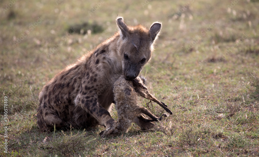 Hyenas or hyaenas are any feliform carnivoran mammals of the family ...