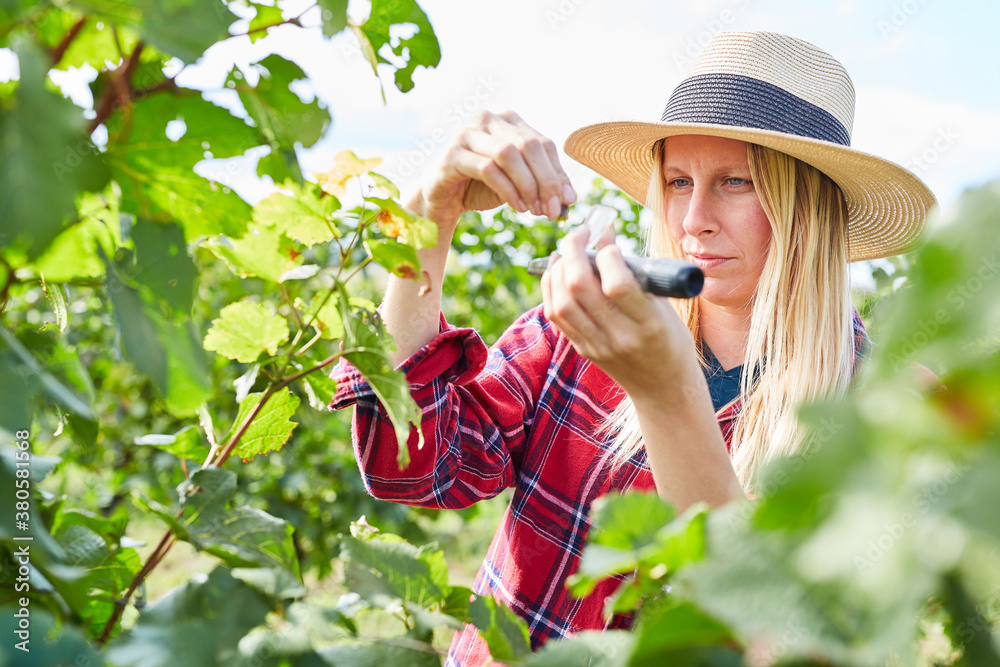 Woman as a winemaker with a hand refractometer Stock Photo | Adobe Stock