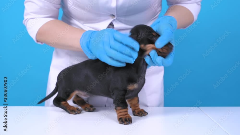 Vidéo Stock Veterinarian in sterile gloves and uniform conducts medical ...