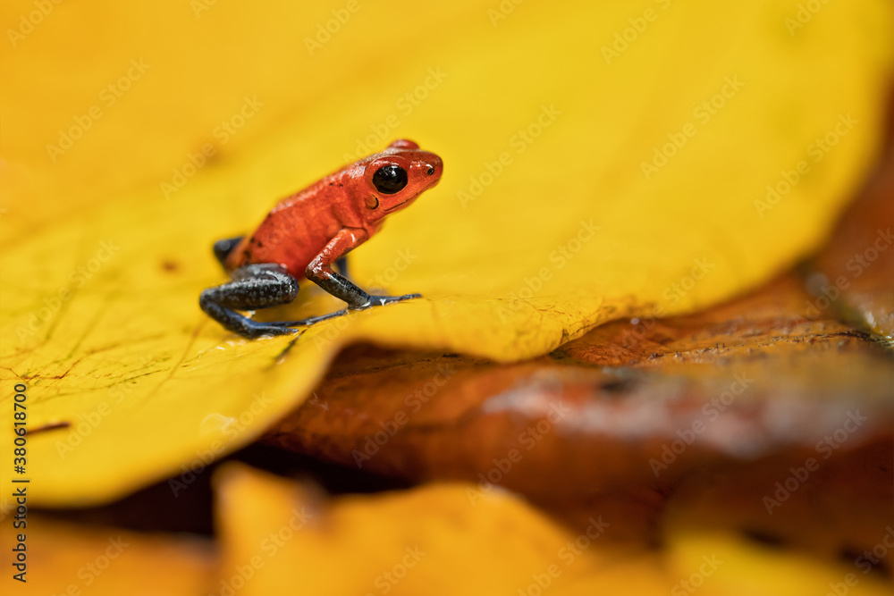 Strawberry poison frog or strawberry poison-dart frog (Oophaga pumilio ...