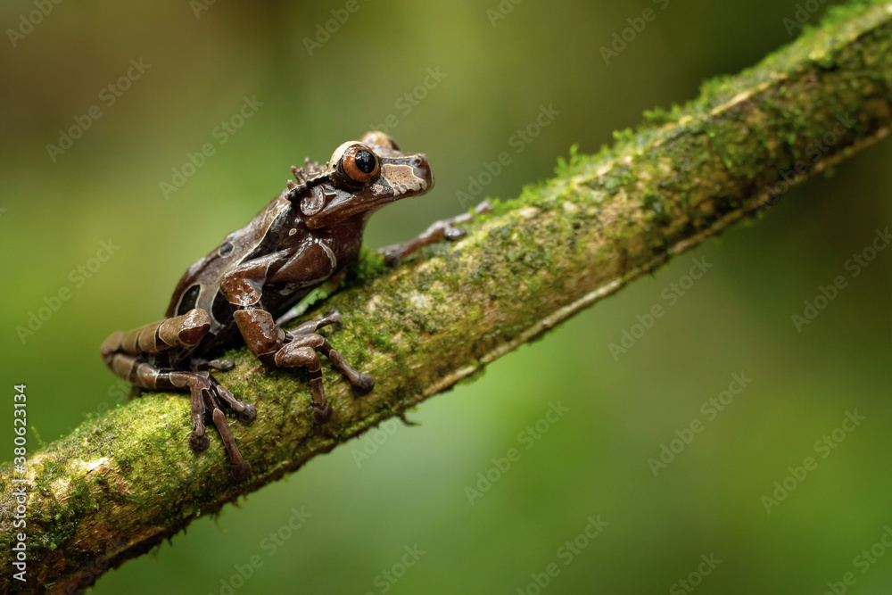 Triprion spinosus, also known as the spiny-headed tree frog, spiny ...