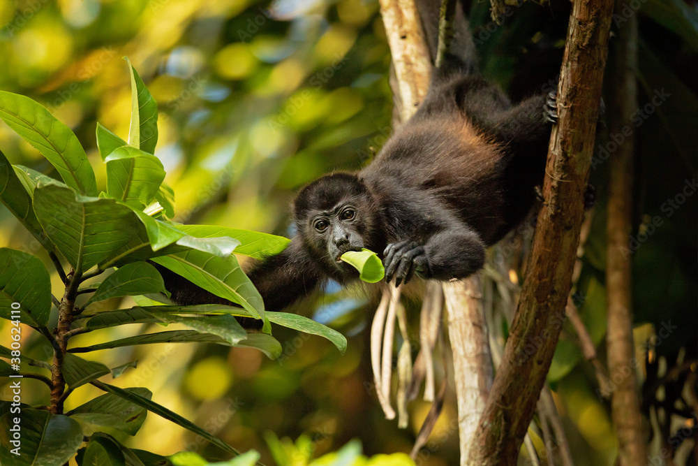 The mantled howler (Alouatta palliata), or golden-mantled howling ...