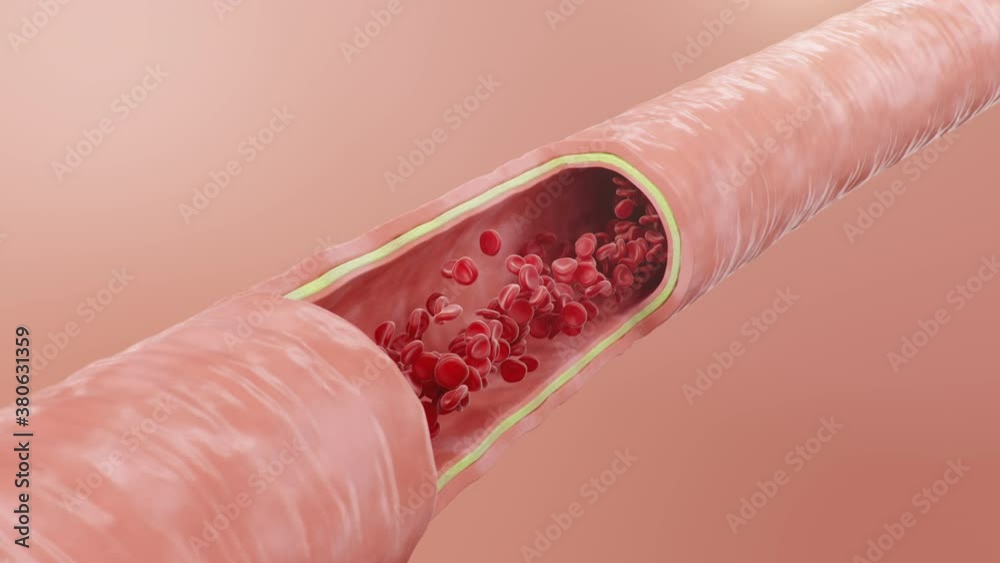 Red blood cells flow inside an artery, vein. Healthy arterial cross ...