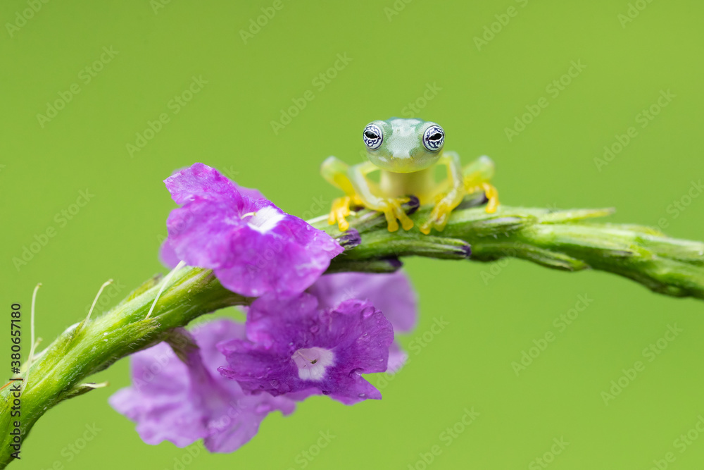 Sachatamia ilex is a species of frog in the family Centrolenidae ...