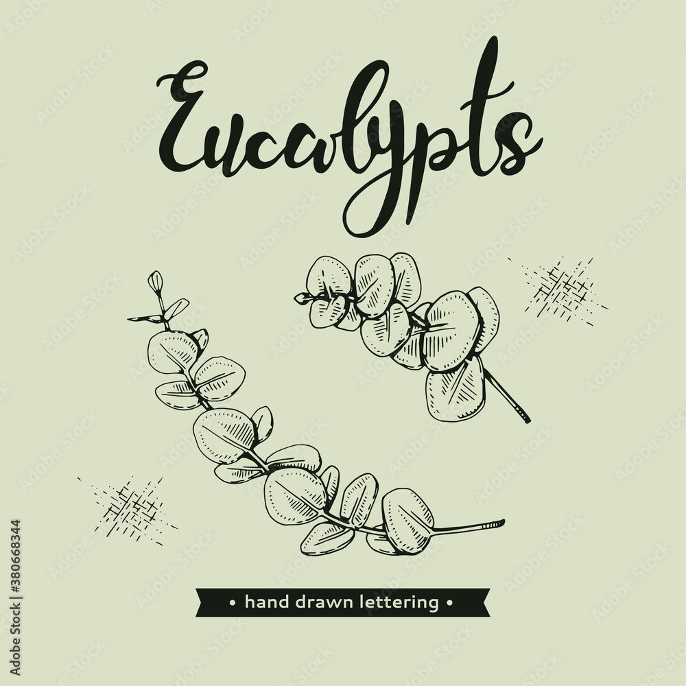 Eucalyptus leaves, Young shoots and branches of eucalyptus, buds and ...