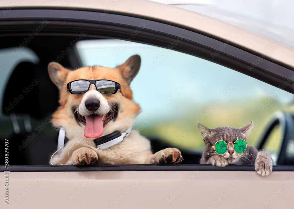 Driving Corgi