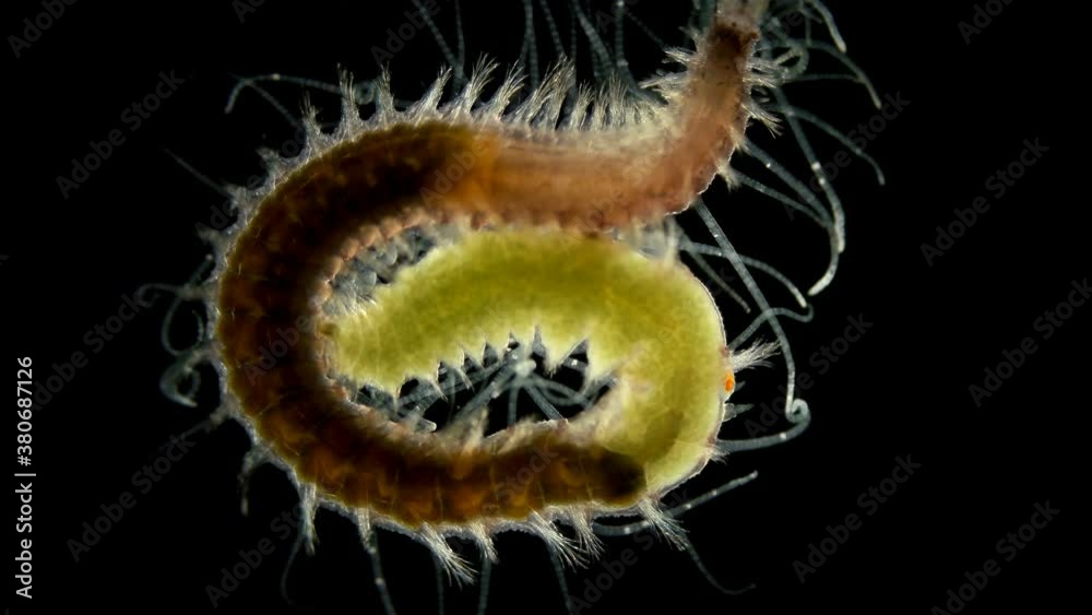 Vidéo Stock Polychaeta worm, Syllis prolifera under a microscope ...