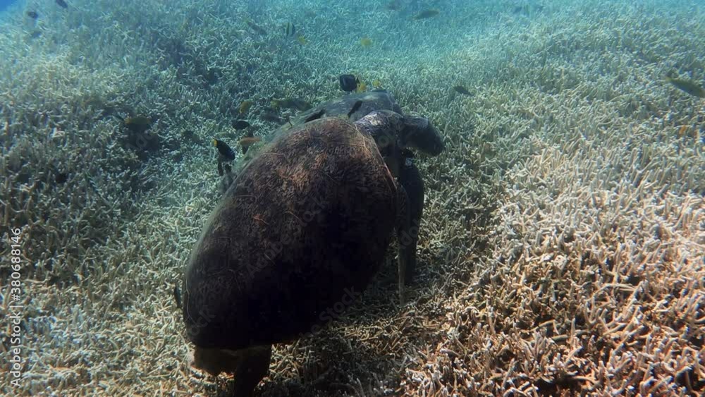 Two Sea Turtles Swimming Closely To Each Other Above The Reefs At A ...