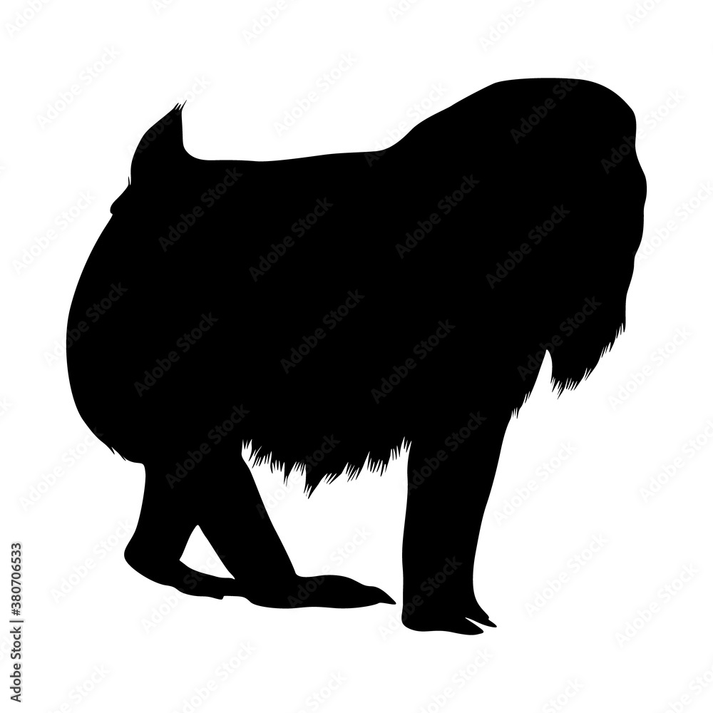 Standing Mandrill (Mandrillus Sphinx) On a Side View Silhouette Found ...
