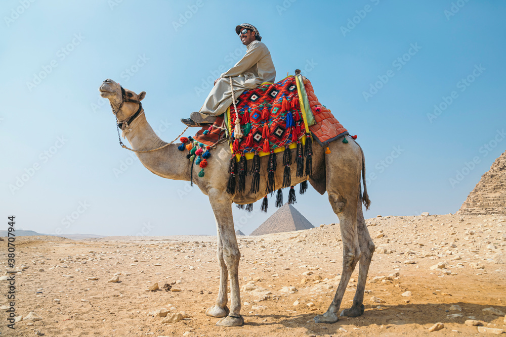Camel Driver With Camel in Front of the Pyramids at Giza, Egypt Stock ...