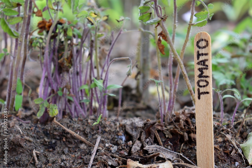 Tomato plant growing in the garden. Vegetable garden sign. Wood garden ...