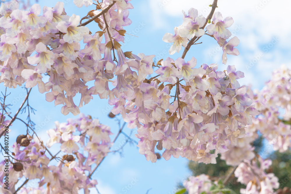 Flowers of empress tree or princess tree, or foxglove tree, Paulownia ...