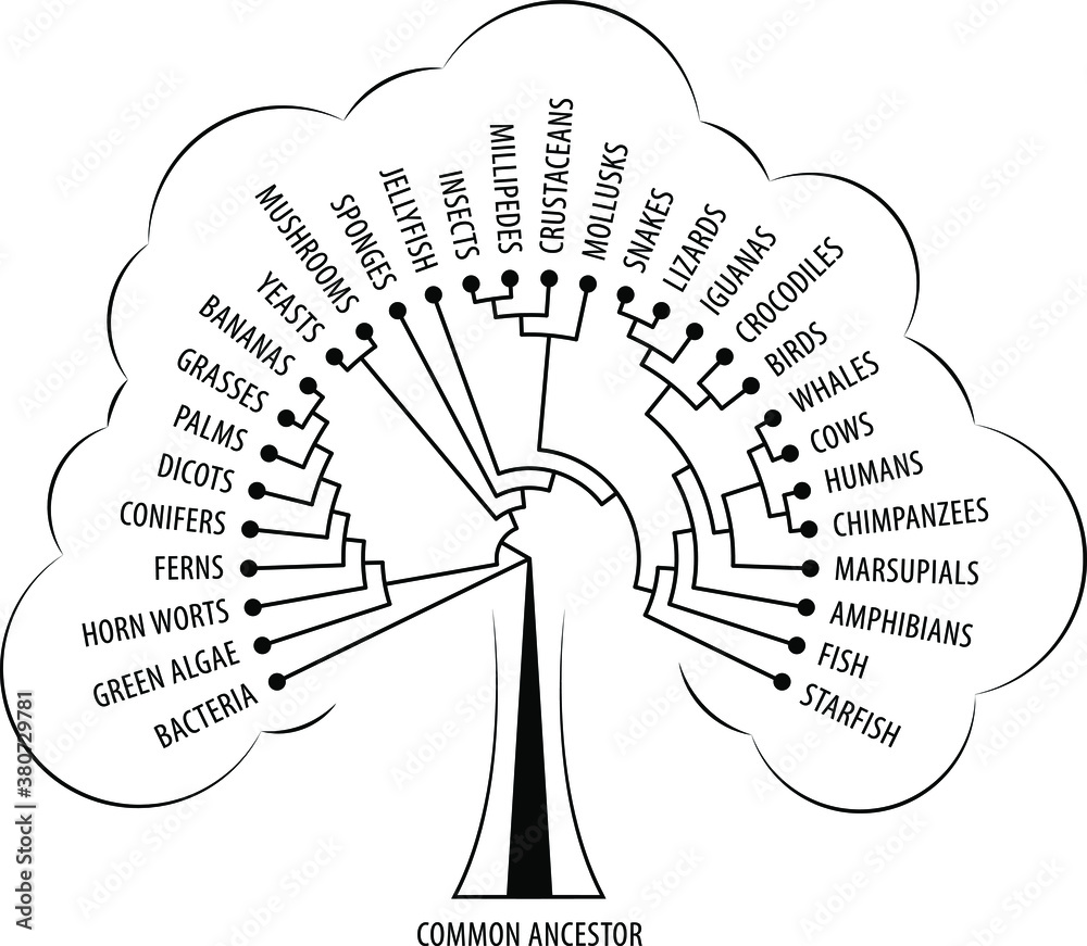 The evolutionary tree of life showing diversification and branching ...