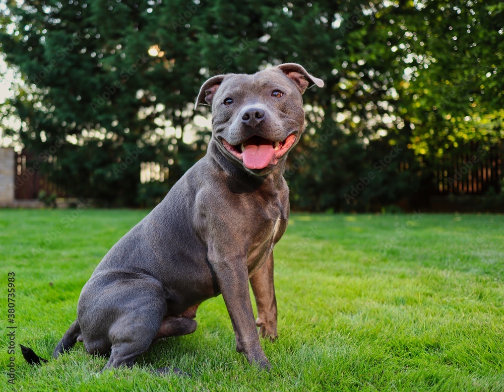 English Staffordshire Bull Terrier Sits in the Garden with Smile on its ...