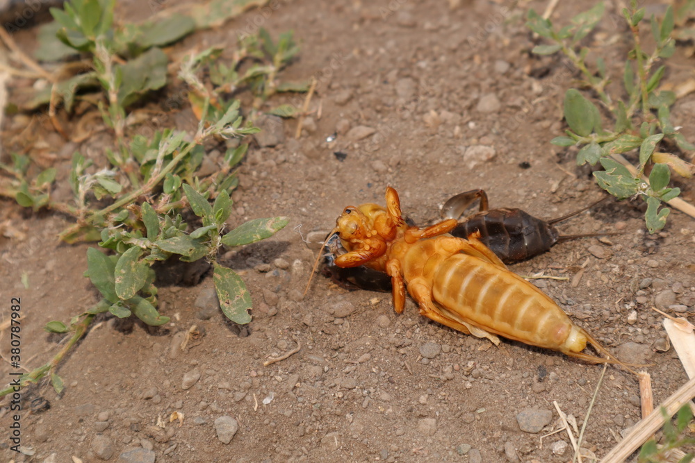 mole cricket is molting its skin. mole cricket in the nature. close up ...