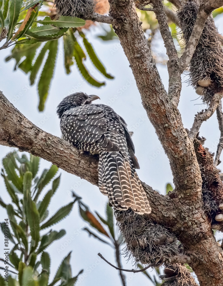 Female Eastern Koel (Eudynamys orientalis) perched in a Banksia tree ...