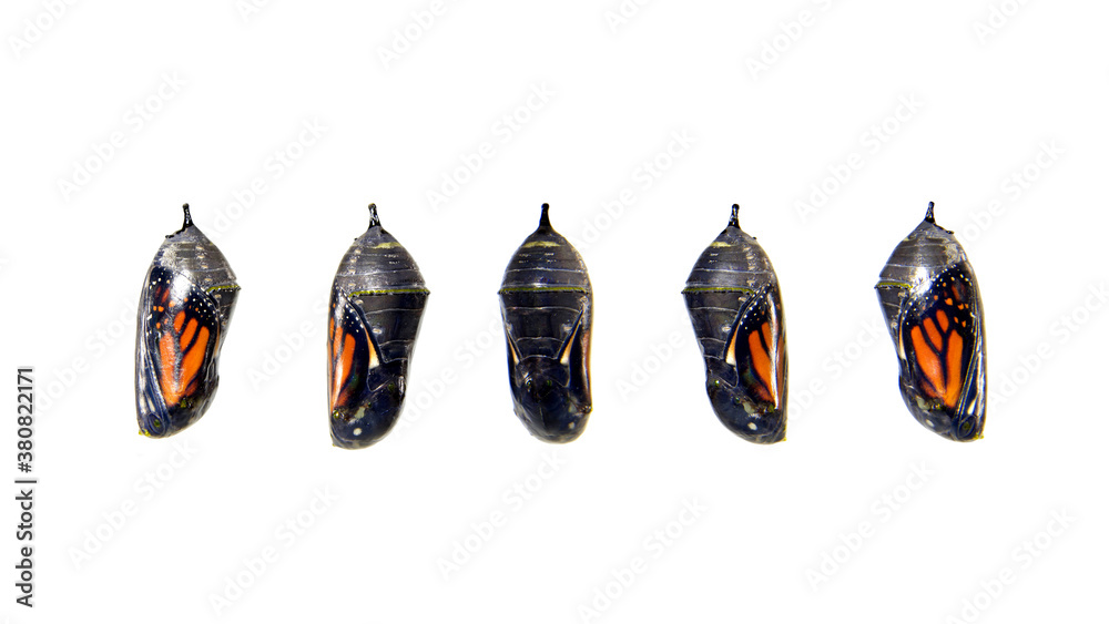Poster Monarch butterfly chrysalis, transparent with five different ...