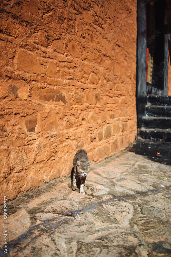 cat in the Tashilhunpo Monastery, Shigatse,Tibet Stock Photo | Adobe Stock