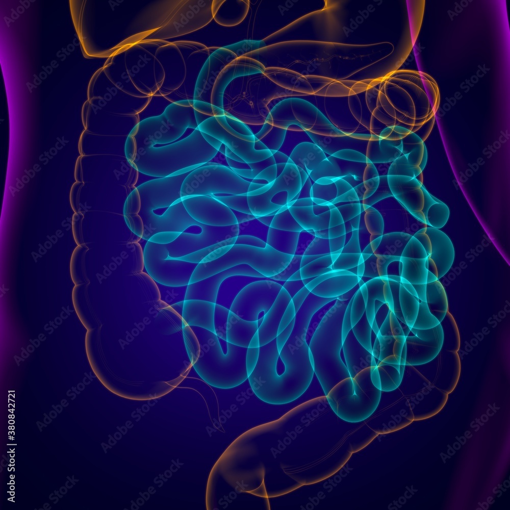 Small Intestine 3D Illustration Human Digestive System Anatomy Stock ...