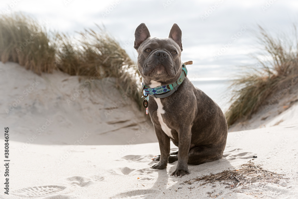 Niedliche Französische Bulldogge sitzt am Strand in den Dünen Stock ...