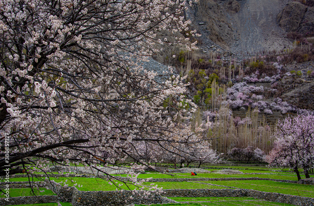 pink tree of spring landscape of northern areas of gilgit baltistan ...