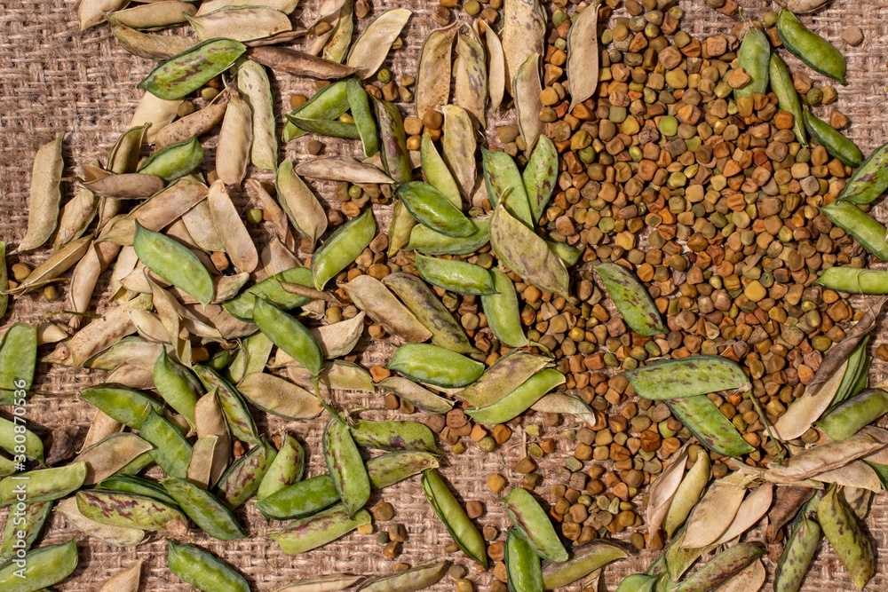 Grass Pea Seeds or Chickling Vetch Pods Isolated on Burlap Background ...