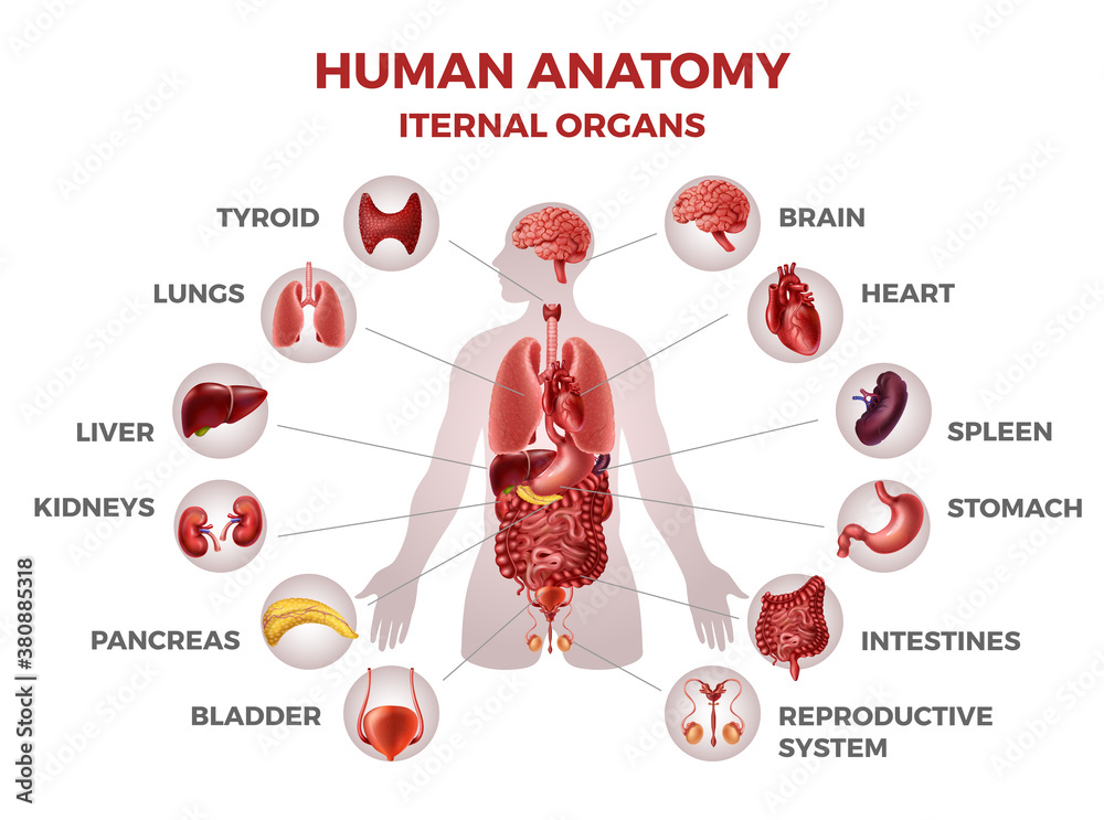 Human internal organs. Demonstrative educational material. Man body ...