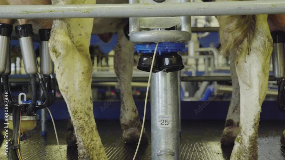 Cows udders rotate past the camera on a milking machine. vídeo de Stock ...
