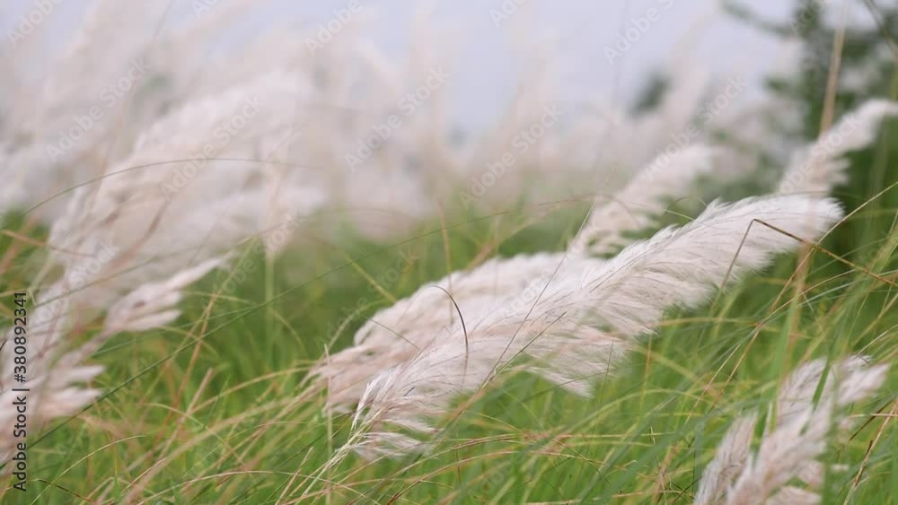 Saccharum Spontaneum plants blowing in breeze of air, kash phool before ...