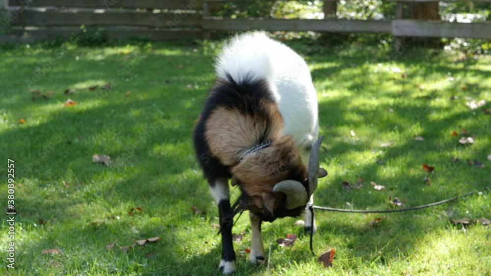 How To Make A Male Goat Pee at Marjorie Hiller blog
